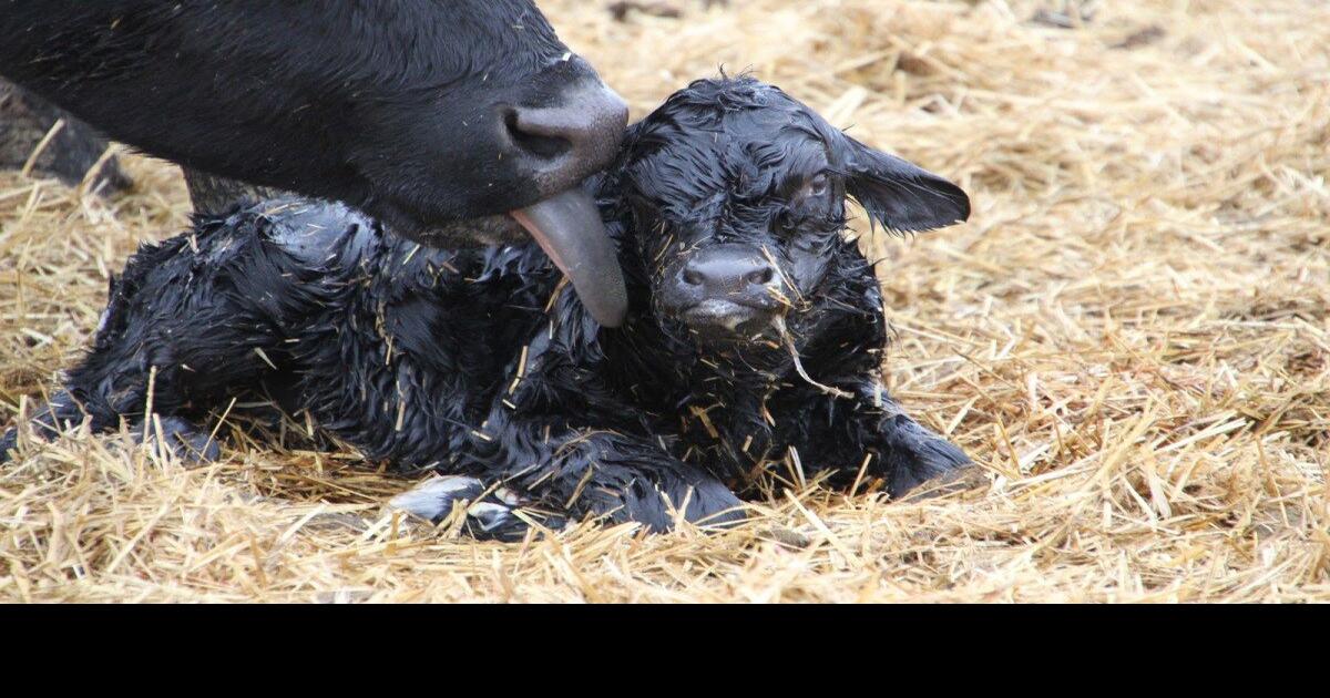 Prepare A “Calving Kit” Before Spring Calving Season Begins | News ...