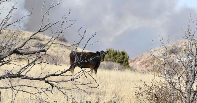 Maintaining Cattle Immediately After a Wildfire | Industry News ...