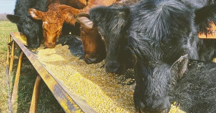 Beyond Cheap Gain: Managing Stocker Calves for the Long-Run | Stocker ...