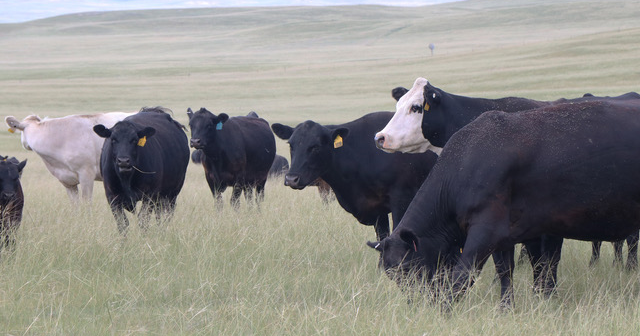 Open Cows and Mid-term Abortions – Could it be Neospora caninum? | Cow ...