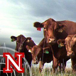 Managing Possible Freemartin Heifers | Cow/Calf Corner ...