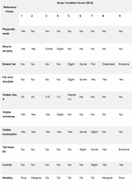 Body Condition Scoring for Beef Cattle | Cow/Calf Corner ...