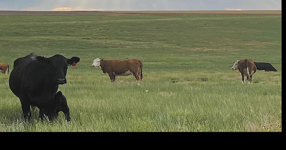 Confused About BVD Testing? Read This How, When and What to Do Next ...