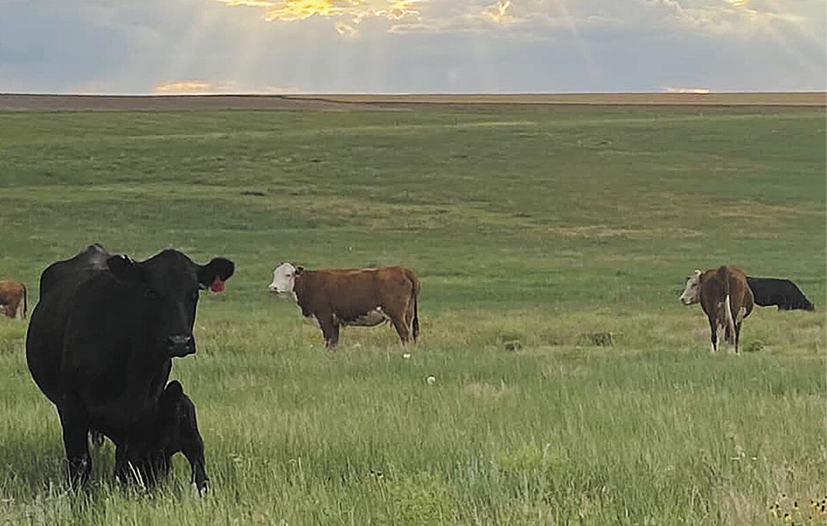 Confused About BVD Testing? Read This How, When and What to Do Next ...