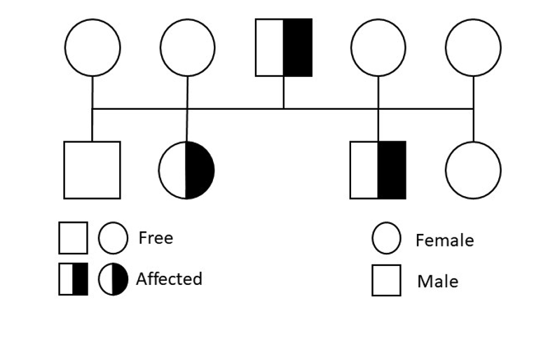 UNL Contributes to the Identification of New Genetic Defects in Cattle ...