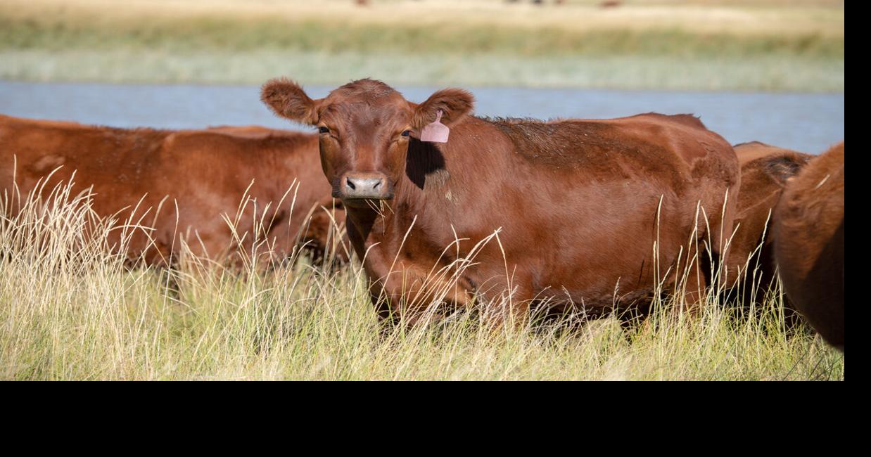 How Important Is Temperament? | Cow/Calf Corner | feedlotmagazine.com
