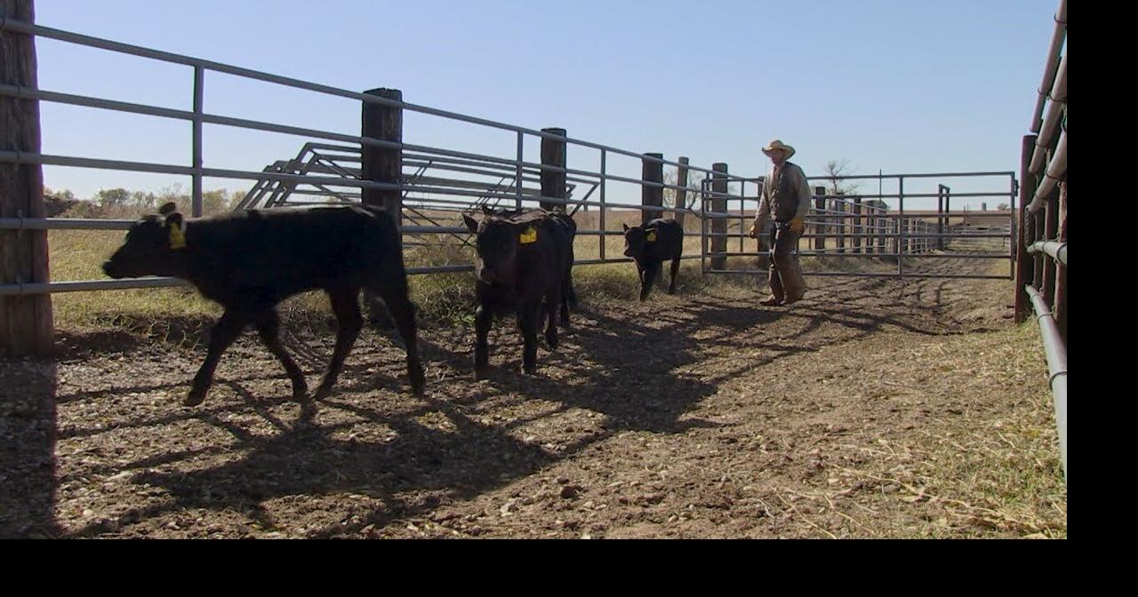 Angus VNR: Resilient cattle win | News | feedlotmagazine.com