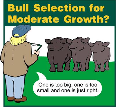 BeefTalk: Bull Selection for Moderate Growth? | Cow/Calf Corner ...