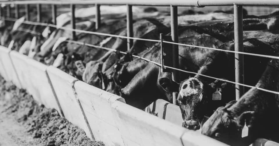 Gain and Health of Receiving Cattle Given Organic Trace Minerals | Cow ...