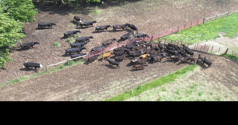 Reduce Calf Weaning Stress | Cow/Calf Corner | feedlotmagazine.com