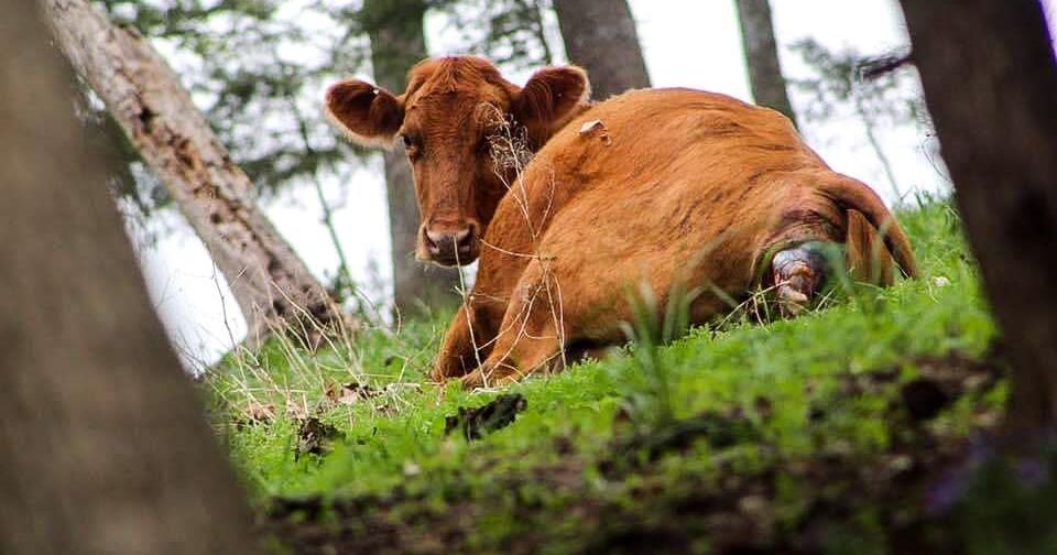 How to Assist with Calving | Cow/Calf Corner | feedlotmagazine.com
