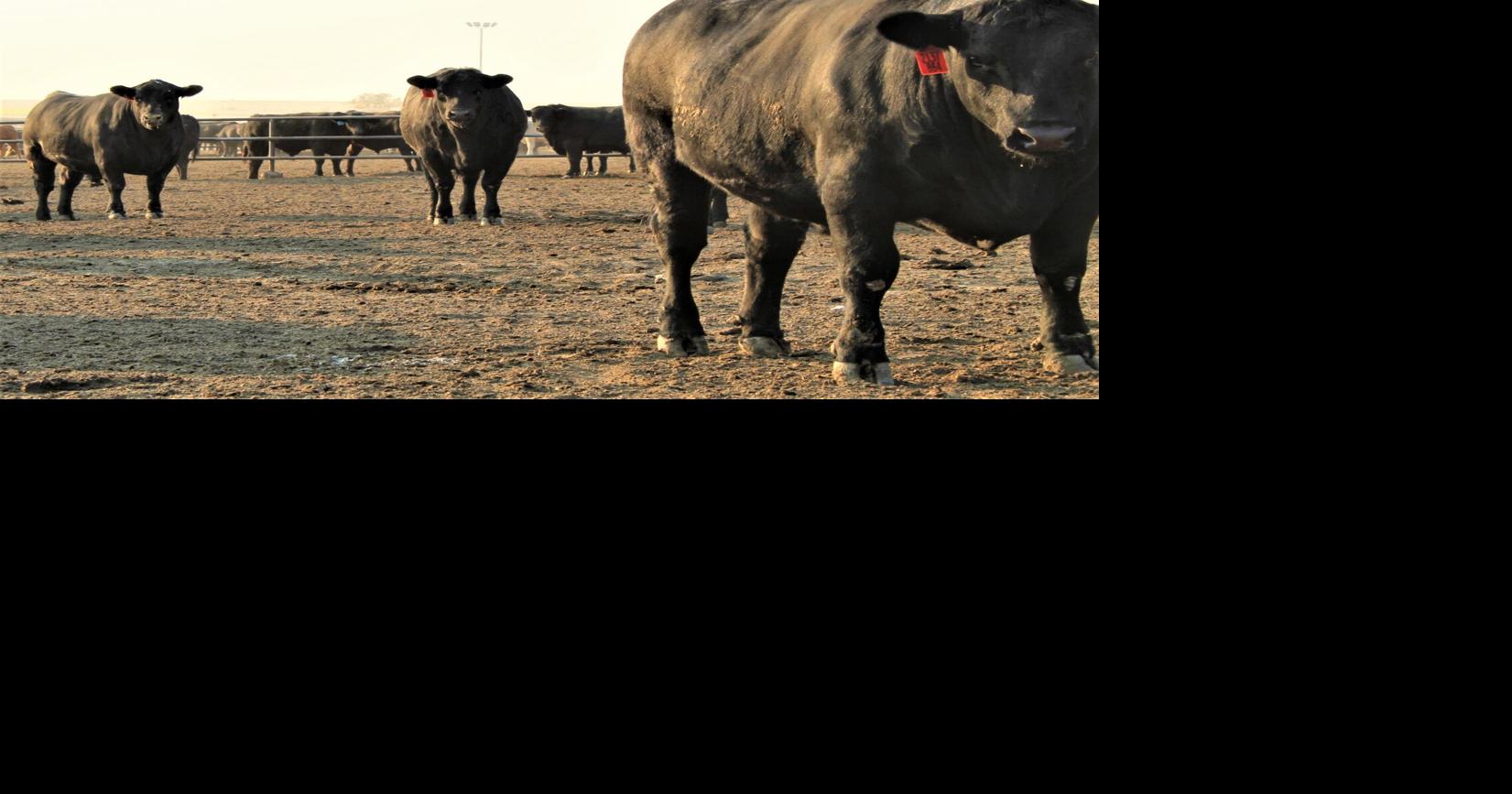 Effects of Liver Abscess Presence on Stress-Related Physiological ...