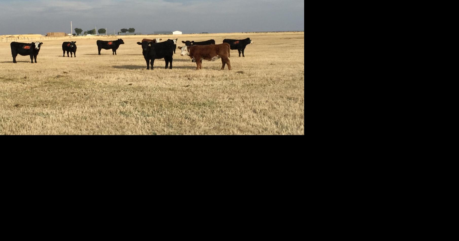 Heroes | Beef News | feedlotmagazine.com