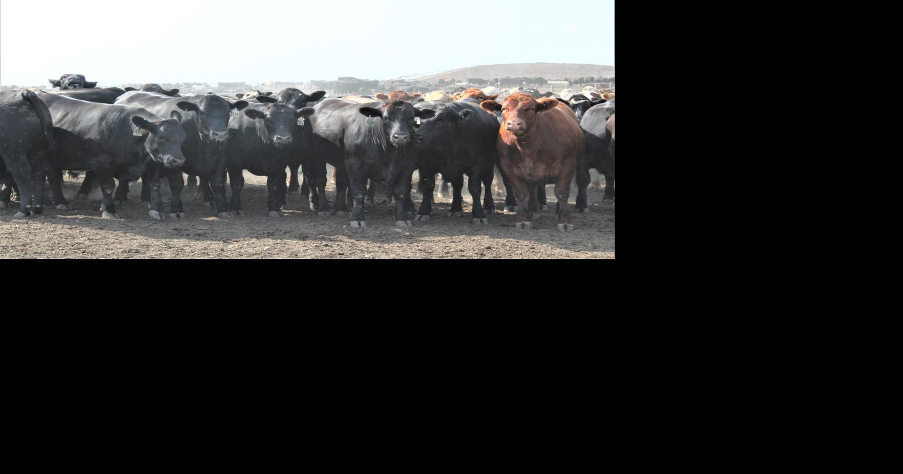 2024 Production Higher on Both Weights and Cattle Slaughter | Feedlot ...