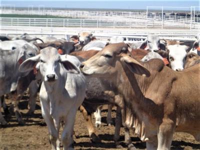 Mexican Beef and Cattle Industry Development Continues | Industry News ...