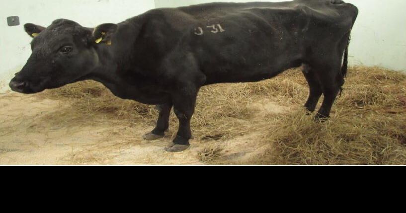 Johne’s Disease and Detection in Beef Cattle – Part I, Frequently Asked ...