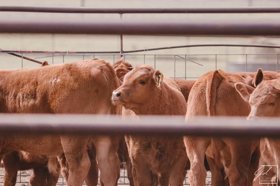 News | feedlotmagazine.com