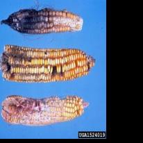 Watch Vomitoxin Levels in Feed | News | feedlotmagazine.com