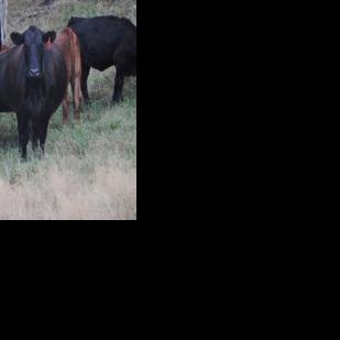 Do Your Cows Match Your Resources? | Cow/Calf Corner | feedlotmagazine.com