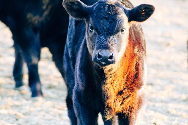 Oklahoma Cow-Calf Producer Perceptions of BRD and BVD-PI Threats | Cow ...