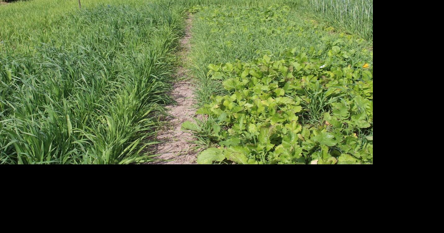 Mixed Seeding of Winter and Non-winter Hardy Annual Forages ...