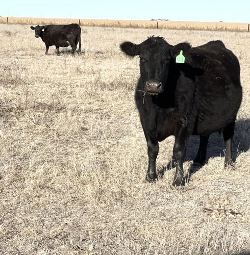 Slaughter Cattle and Ground Beef Market Soars | Industry News ...