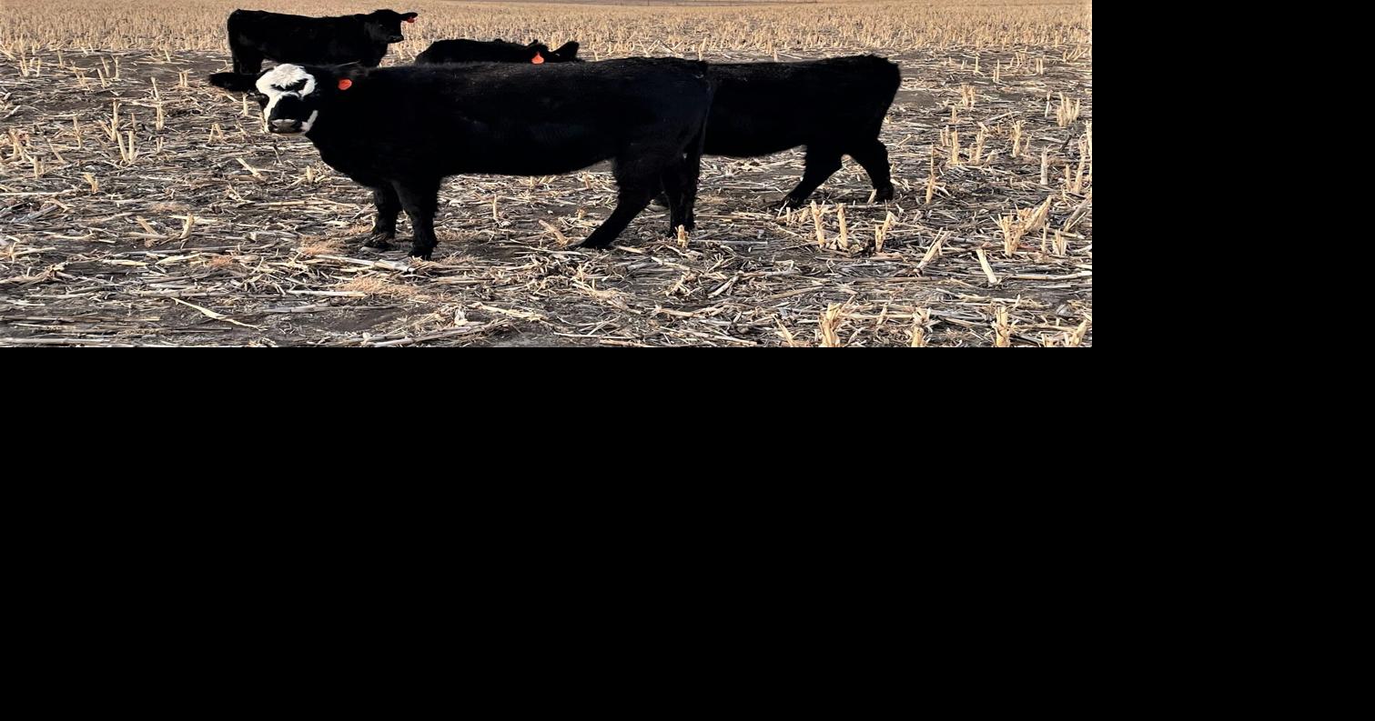 Feeding Monensin to Developing Heifers | Cow/Calf Corner ...