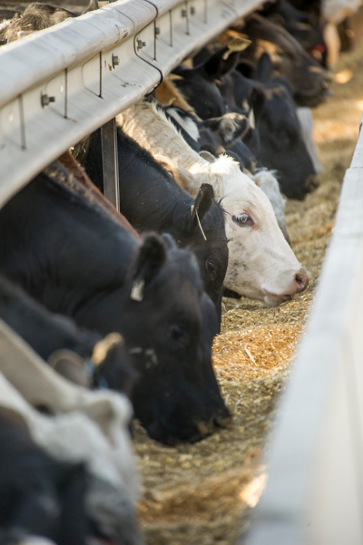 Cargill and Partners Announce First, Gold Standard-Approved Methane ...