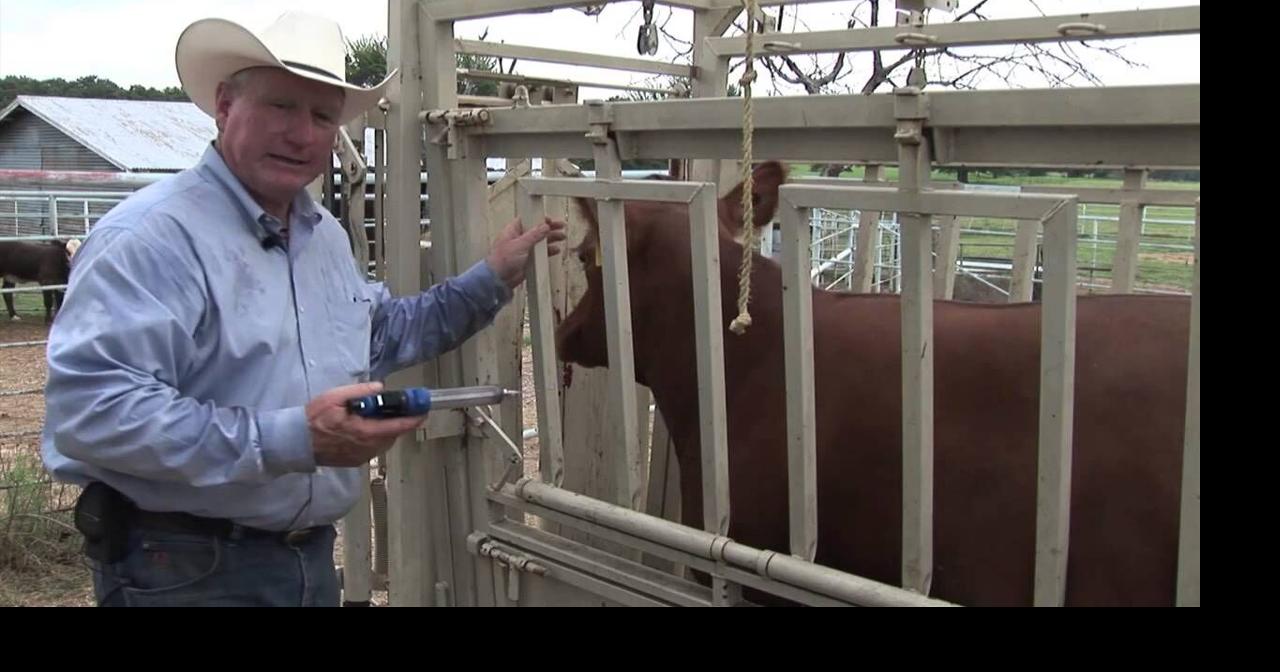 Ron Gill – BQA – Cattle movement in the Chute when giving injections ...