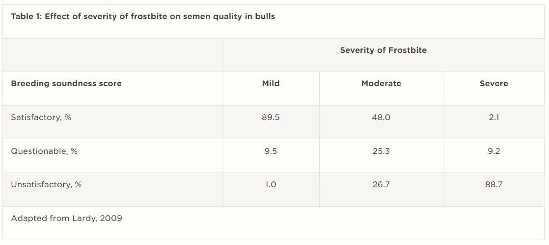 Winter Bull Management and What to Do if Your Bulls Get Frostbite on ...
