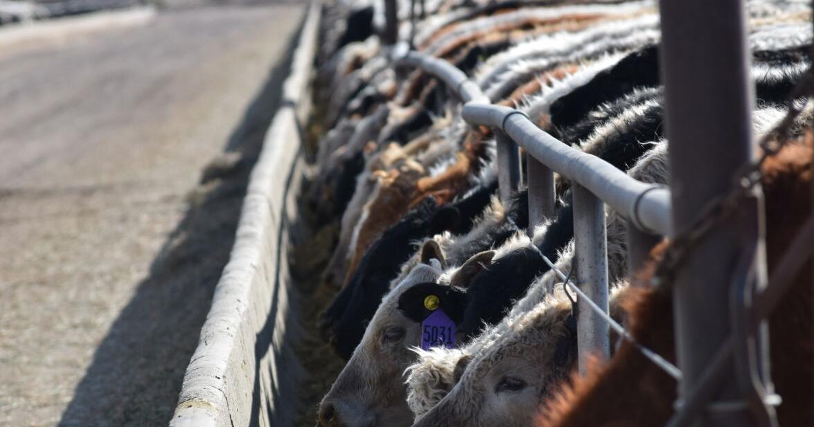 Answering the Cattle Nutrition Protein Question New Equations Will ...