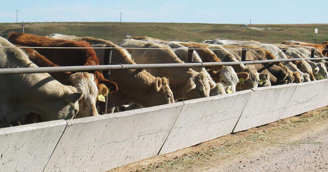 Cattle Feeding with Precision: Today’s Latest Technology | Feedlot ...