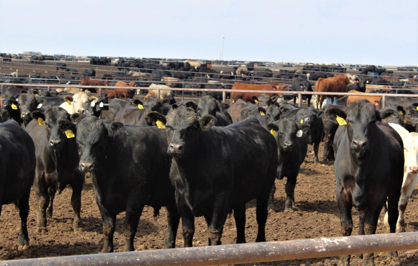A Review of Feedlot Structure and 2024 Marketings | Industry News ...