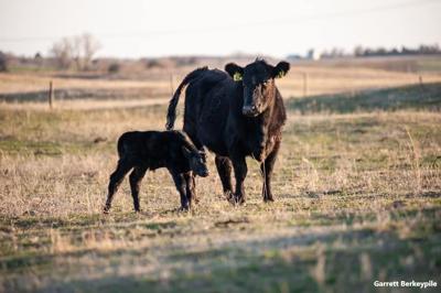 One of the Best Tools You Have is BCS | Cow/Calf Corner ...