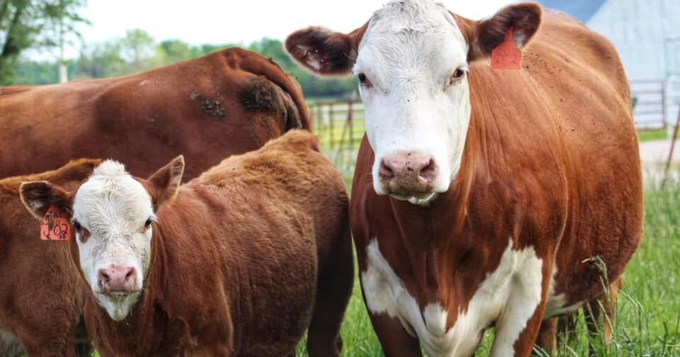 The Cow: Should She Stay, or Should She Go? | Cow/Calf Corner ...