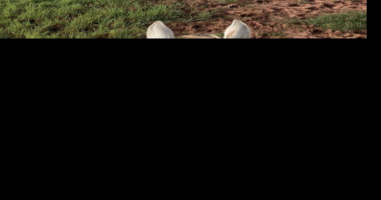 Pasture Rental Rates. Do you Know Your Price? | Management ...