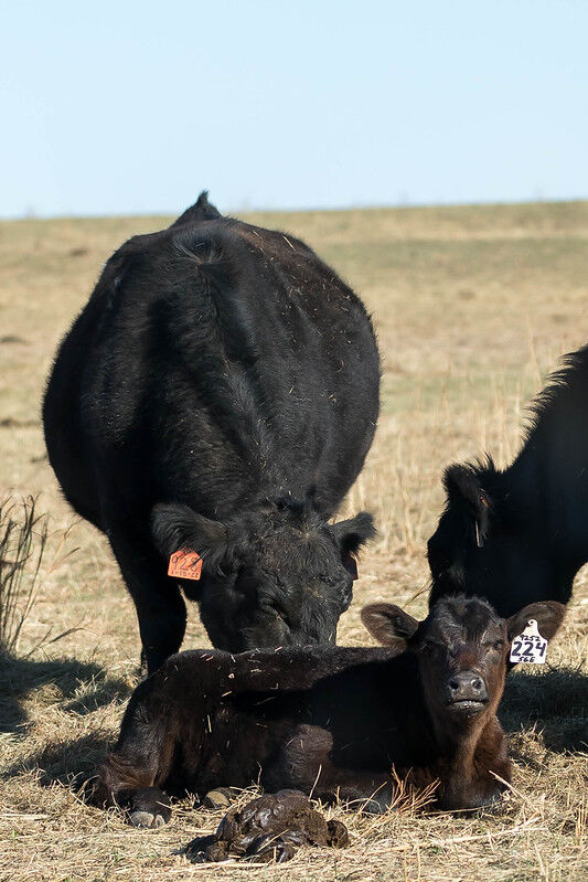 Temperature Variation and Baby Calf Health | Cow/Calf Corner ...