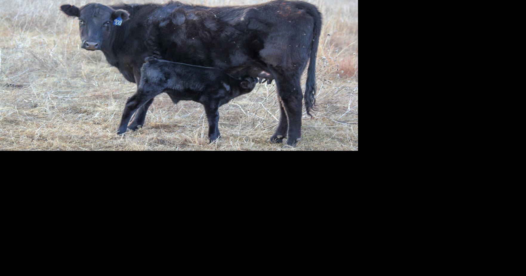 Chasing the Elusive Second Calf | Cow/Calf Corner | feedlotmagazine.com