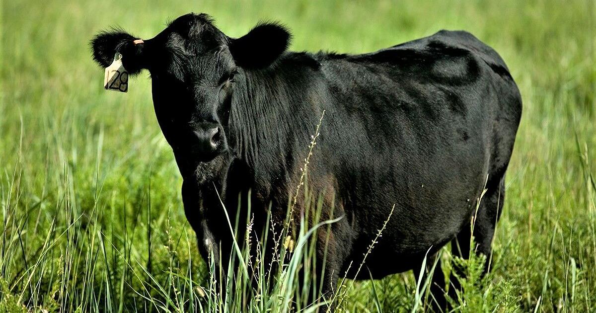 Upcoming Surveys for Oklahoma Cow-Calf Producers | Cow/Calf Corner ...