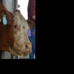 Injection Site Lesions | Cow/Calf Corner | feedlotmagazine.com