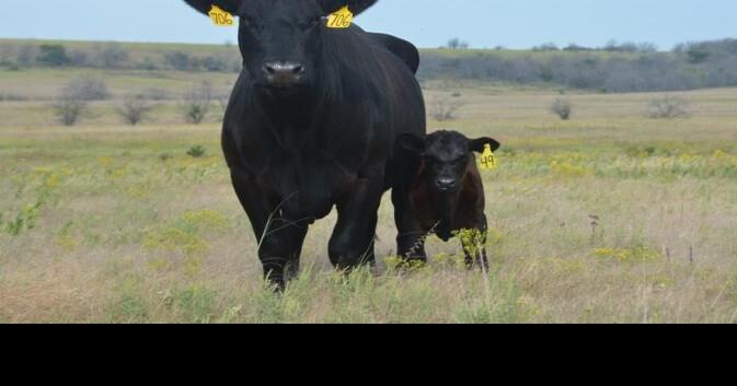 Oklahoma Forage Conditions Update | Industry News | feedlotmagazine.com