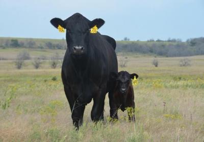 Oklahoma Forage Conditions Update | Industry News | feedlotmagazine.com