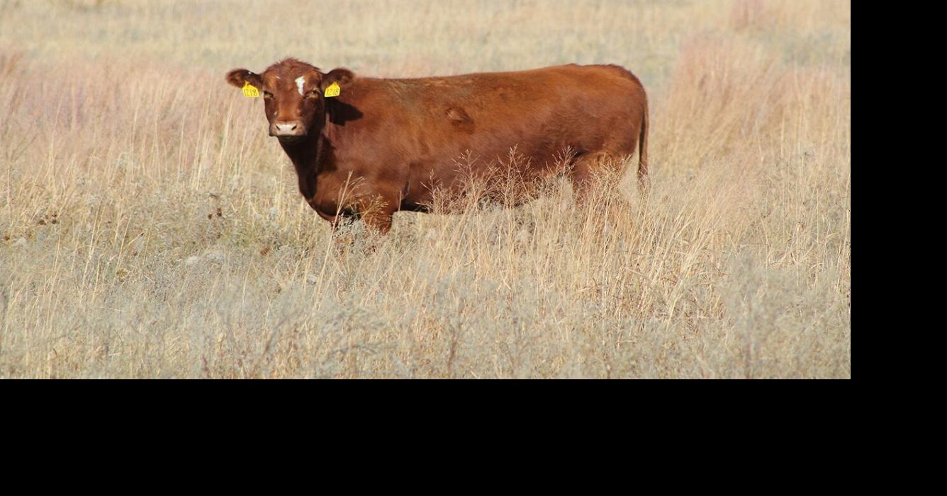 Money Saved Through Cost Effective Feeding -Part 1 | Cow/Calf Corner ...