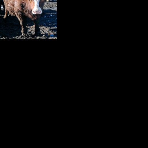 Foot Rot in Grazing Cattle on Wet Pastures | Feedlot Special ...