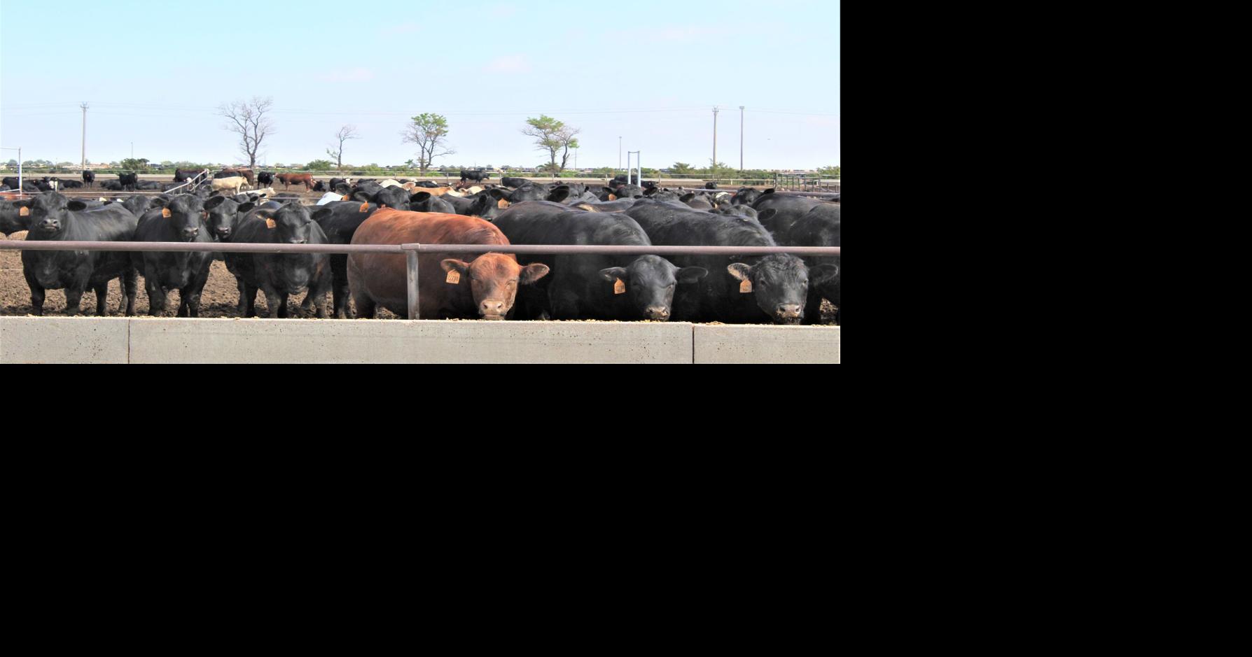 Liver Abscesses in Feedlot Cattle: Impact on Meat Quality and an ...
