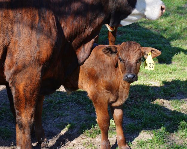 Tips for Adding 50 Pounds to Weaning Weights | Cow/Calf Corner ...