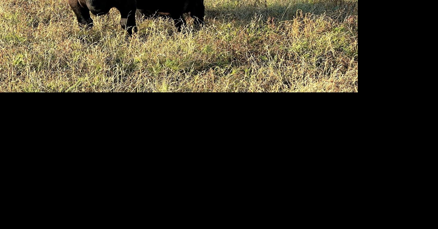 Challenges of the Beef Calf Born in July, August, and September | Cow ...