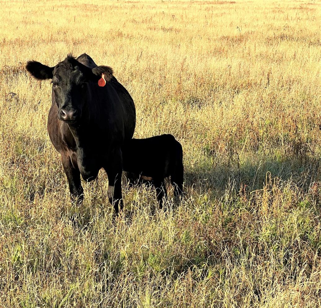 Managing the First Calf Heifer | Cow/Calf Corner | feedlotmagazine.com