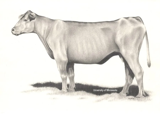 Body Condition Scoring for Beef Cattle | Cow/Calf Corner ...