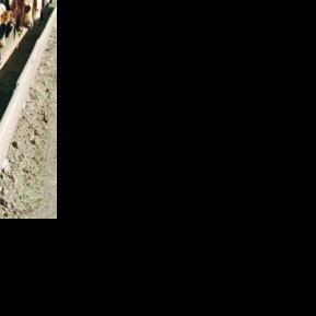 Benefits of Using Probiotics / Prebiotics in Cattle Feed | Feedlot ...